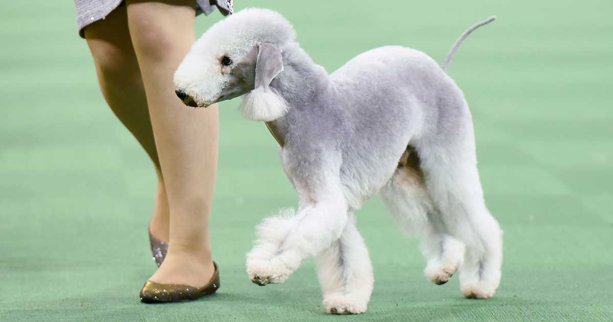 Rare Dog Breeds: Have You Ever Heard of These?